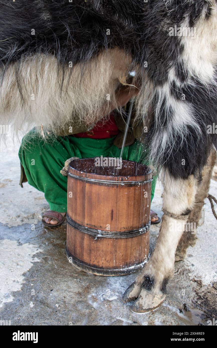 A chauri herder milking chauri. She collects milk in a dhungro, a ...