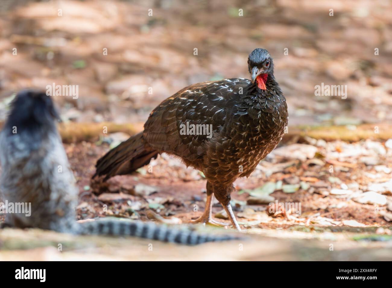Jacu amazonico hi-res stock photography and images - Alamy