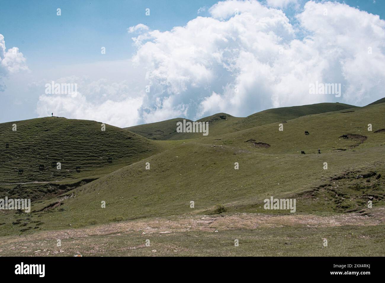 Rolling Hills and Steppes in Sailung at 3200 m is a grazing ground for ...
