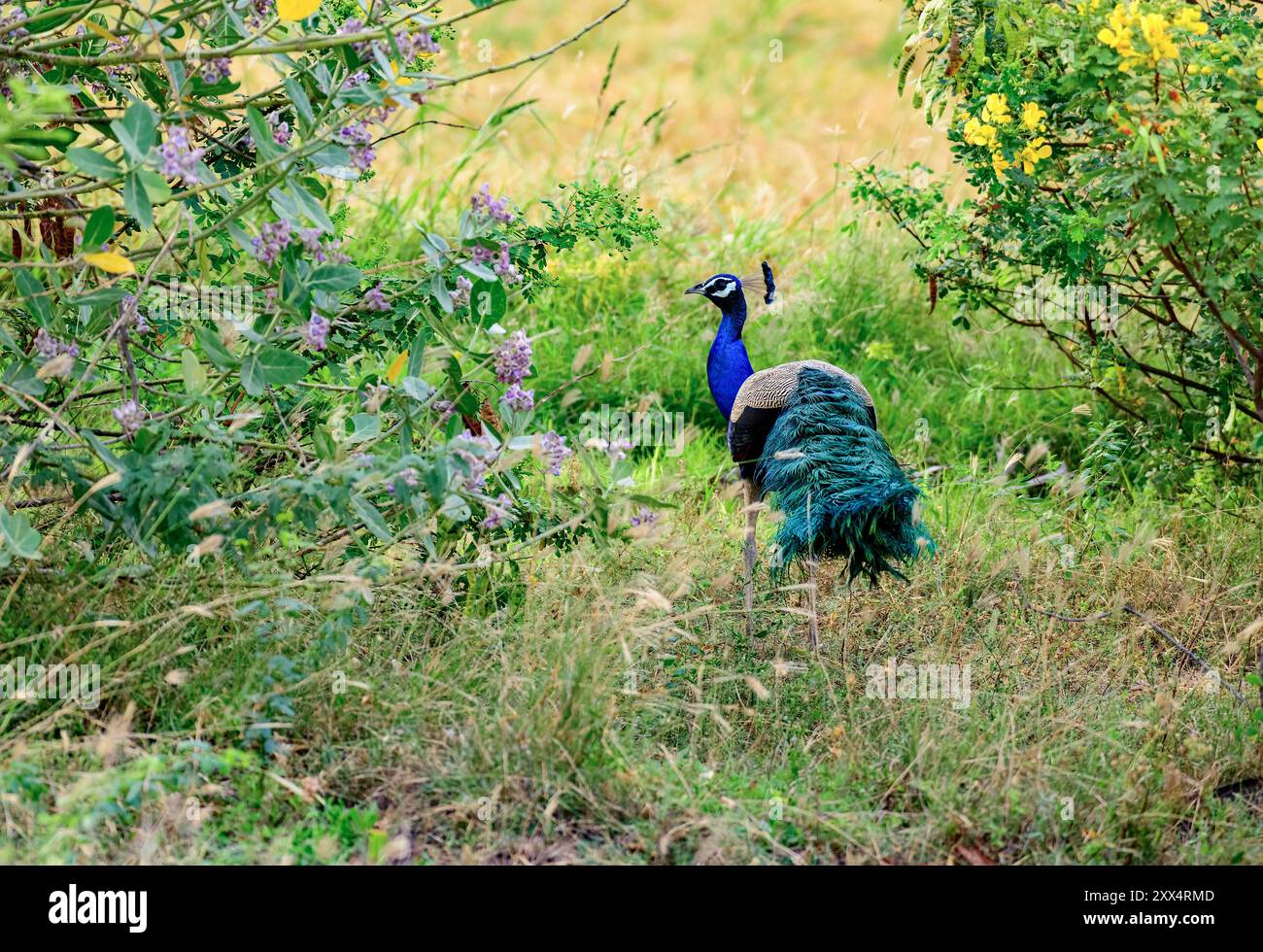 Majestic Peacock in its Natural Habitat: A Symbol of Beauty and ...