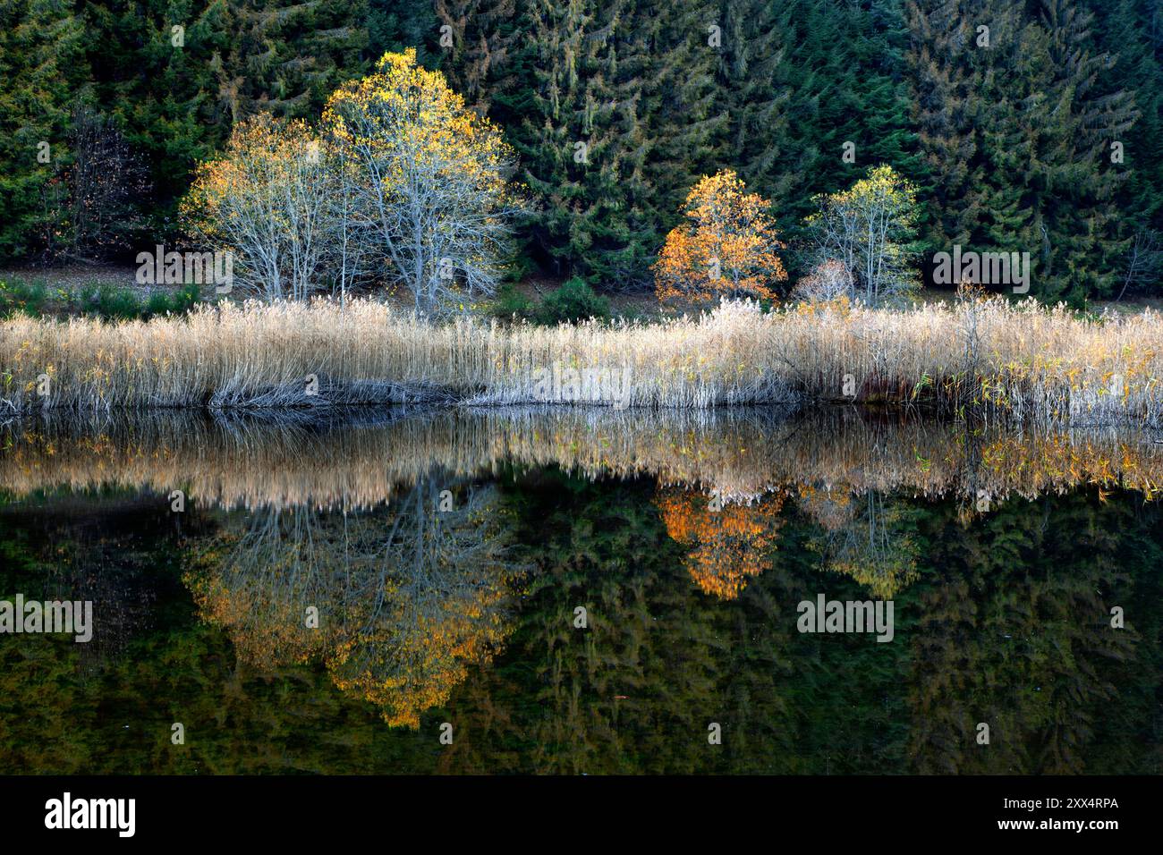 Lago Pratignano, a marshy lake in the Apennine mountains in the ...