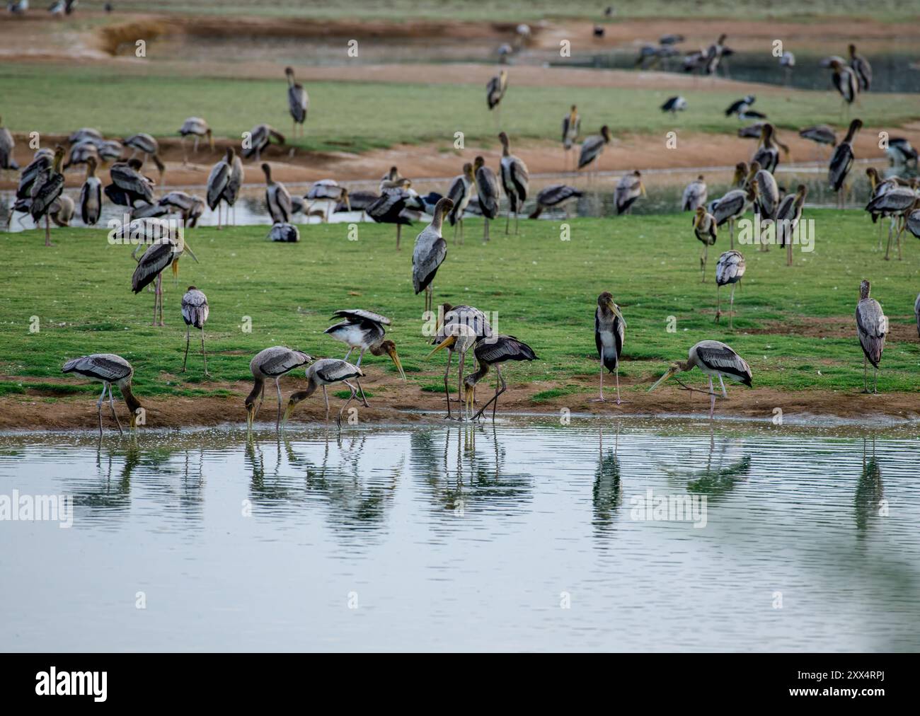 A large flock of Painted Storks wading and feeding at Koonthankulam Bird Sanctuary, a vital ...