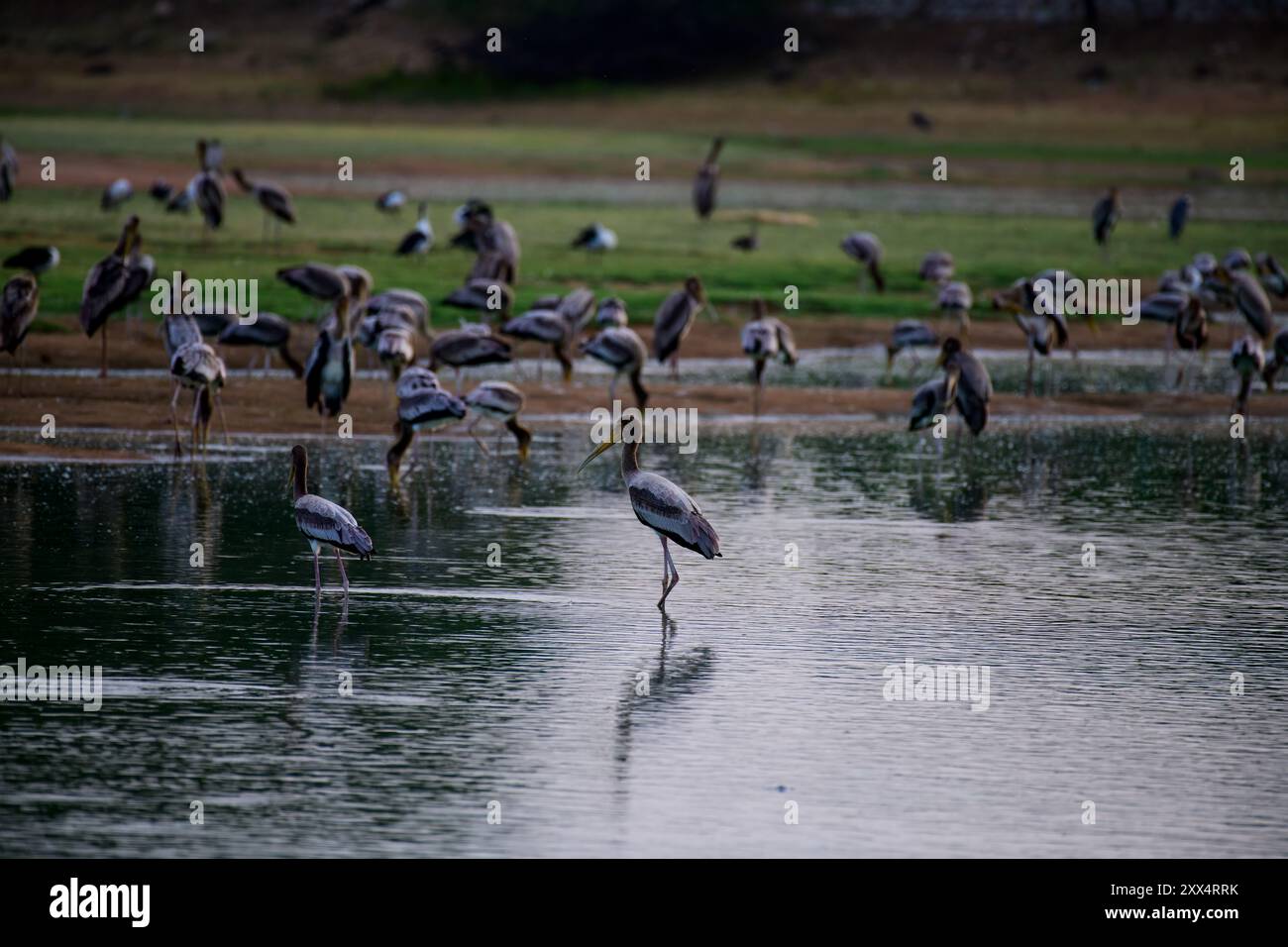 A large flock of Painted Storks wading and feeding at Koonthankulam ...