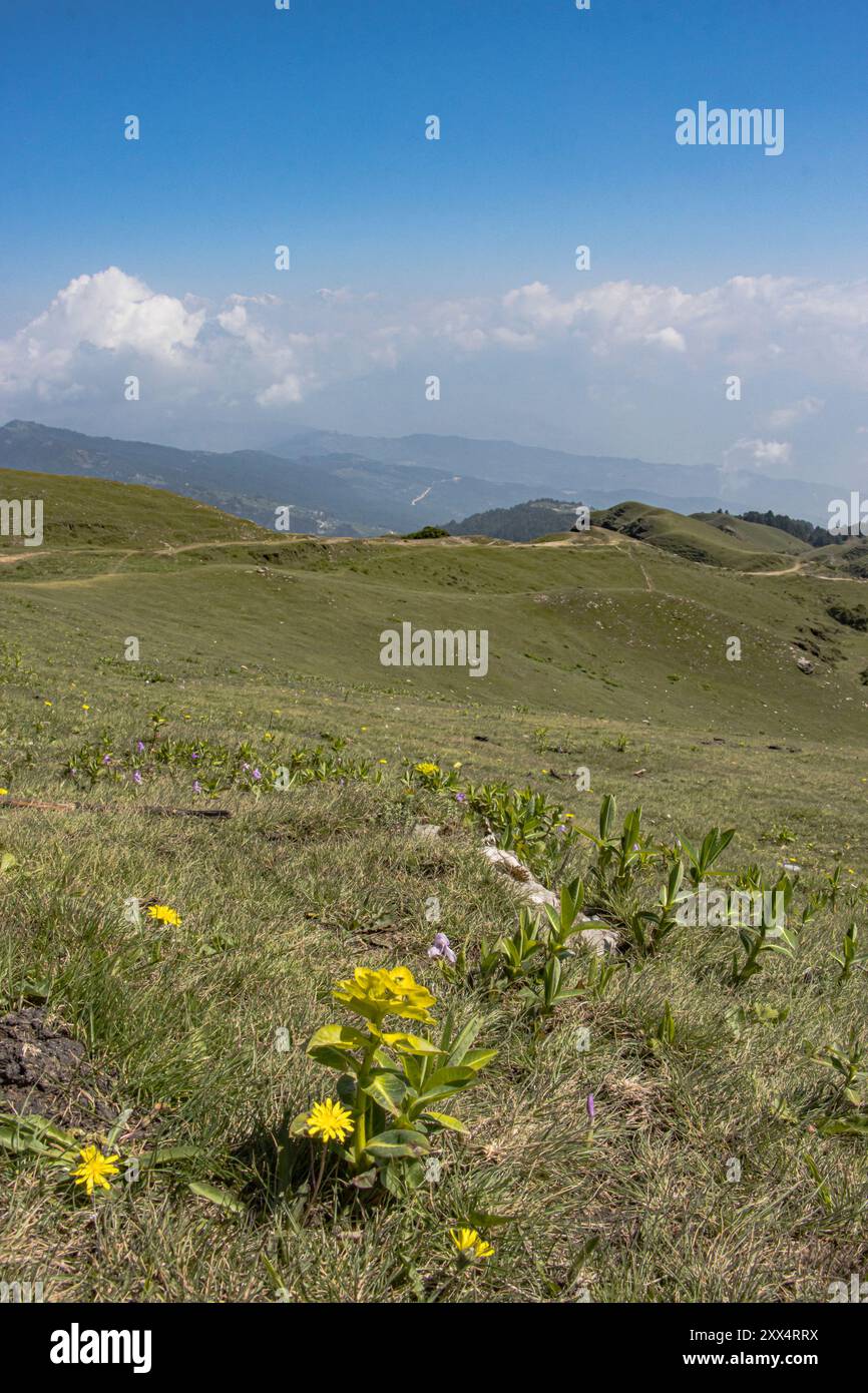 Himalayan Spurge (Euphorbia wallichii) is a species Indigenous to the ...