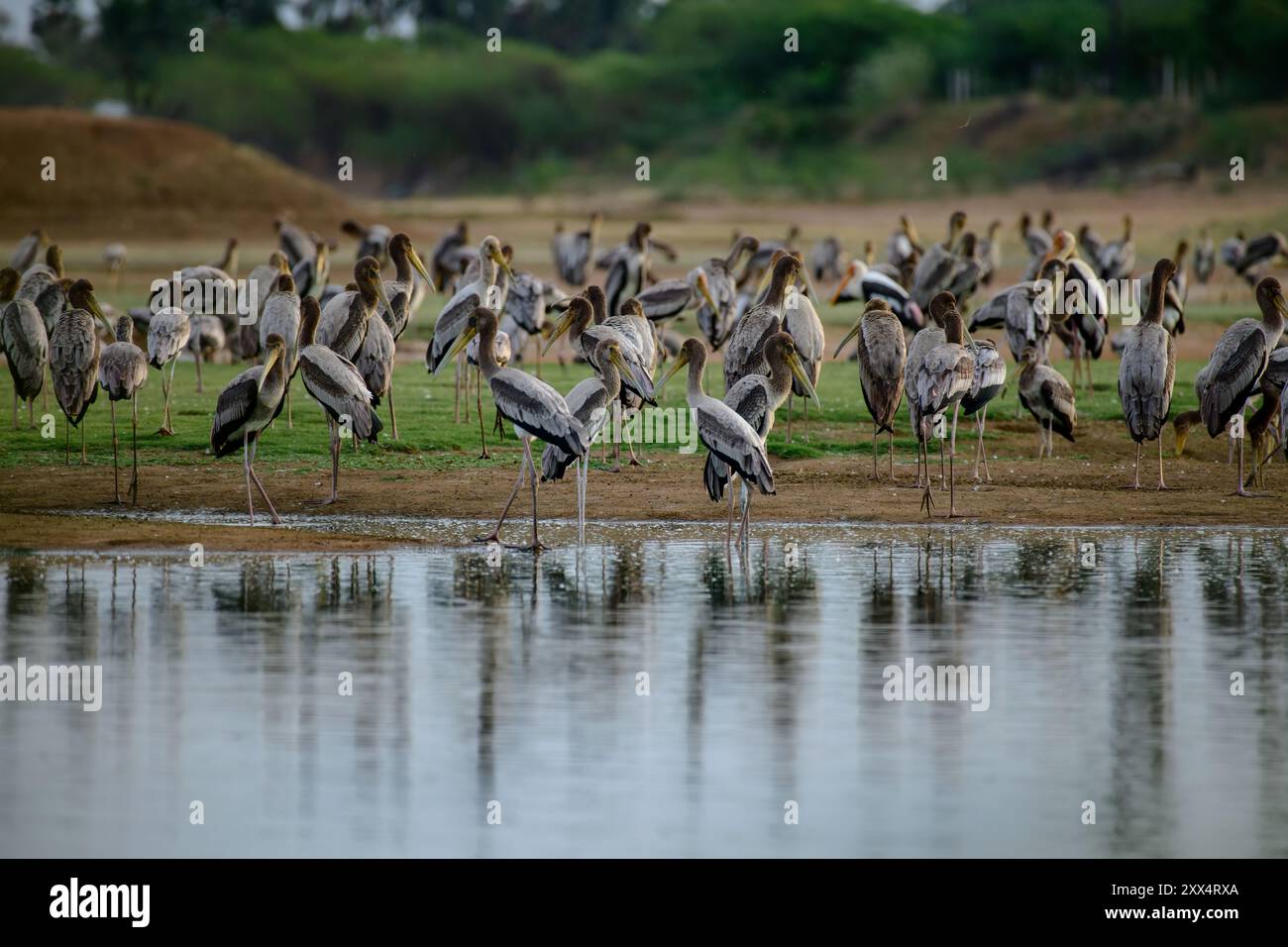A large flock of Painted Storks wading and feeding at Koonthankulam Bird Sanctuary, a vital ...
