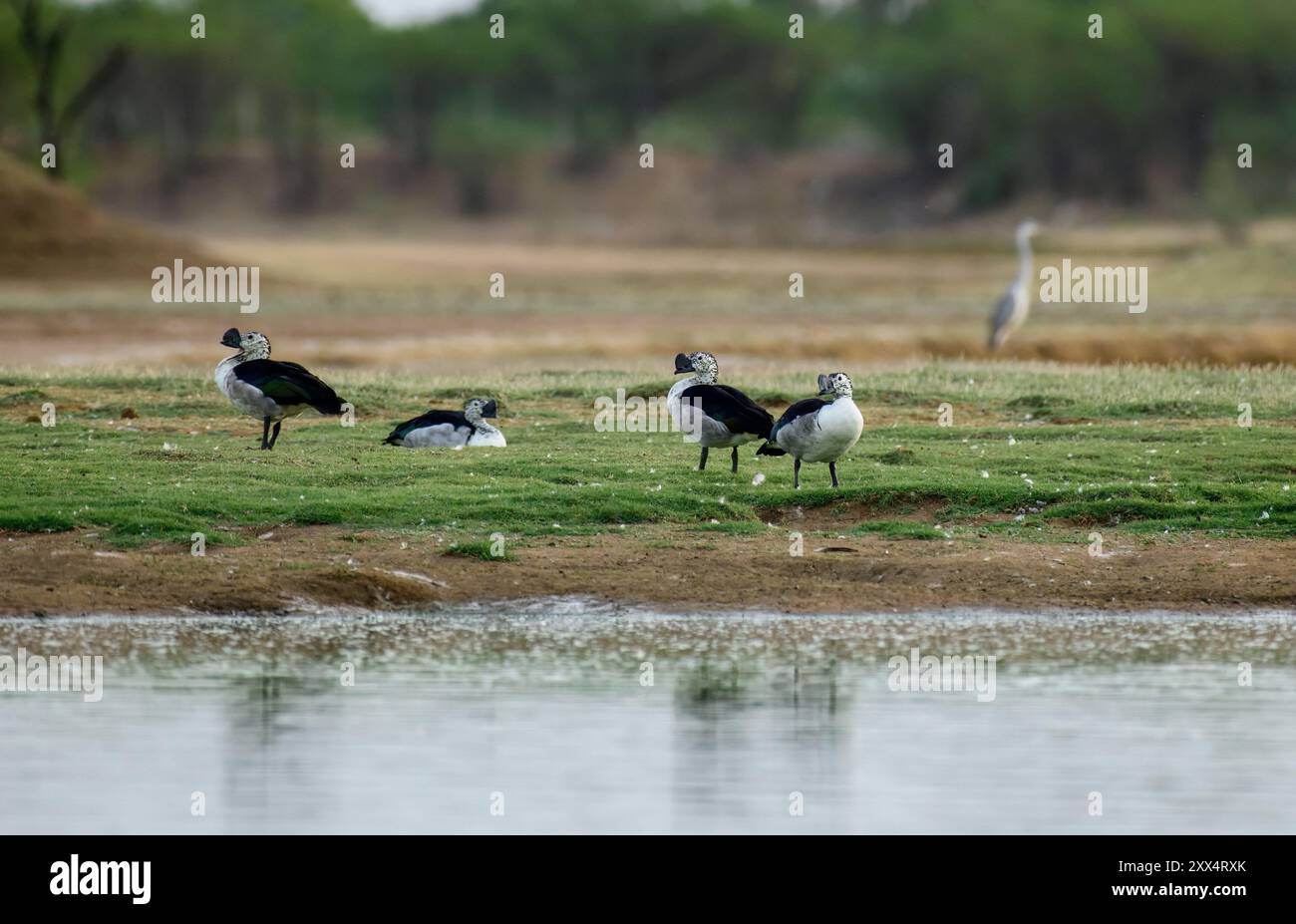 A Knob-billed duck displaying its stunning wingspan at Koonthankulam Bird Sanctuary, showcasing ...