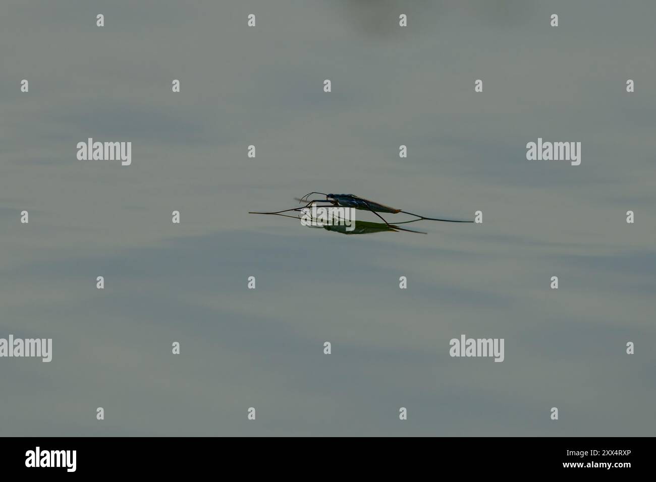 Insect surface tension adaptation hi-res stock photography and images ...