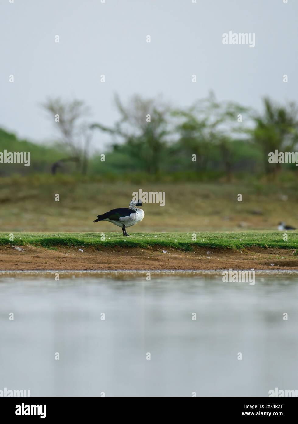 A Knob-billed duck displaying its stunning wingspan at Koonthankulam Bird Sanctuary, showcasing ...