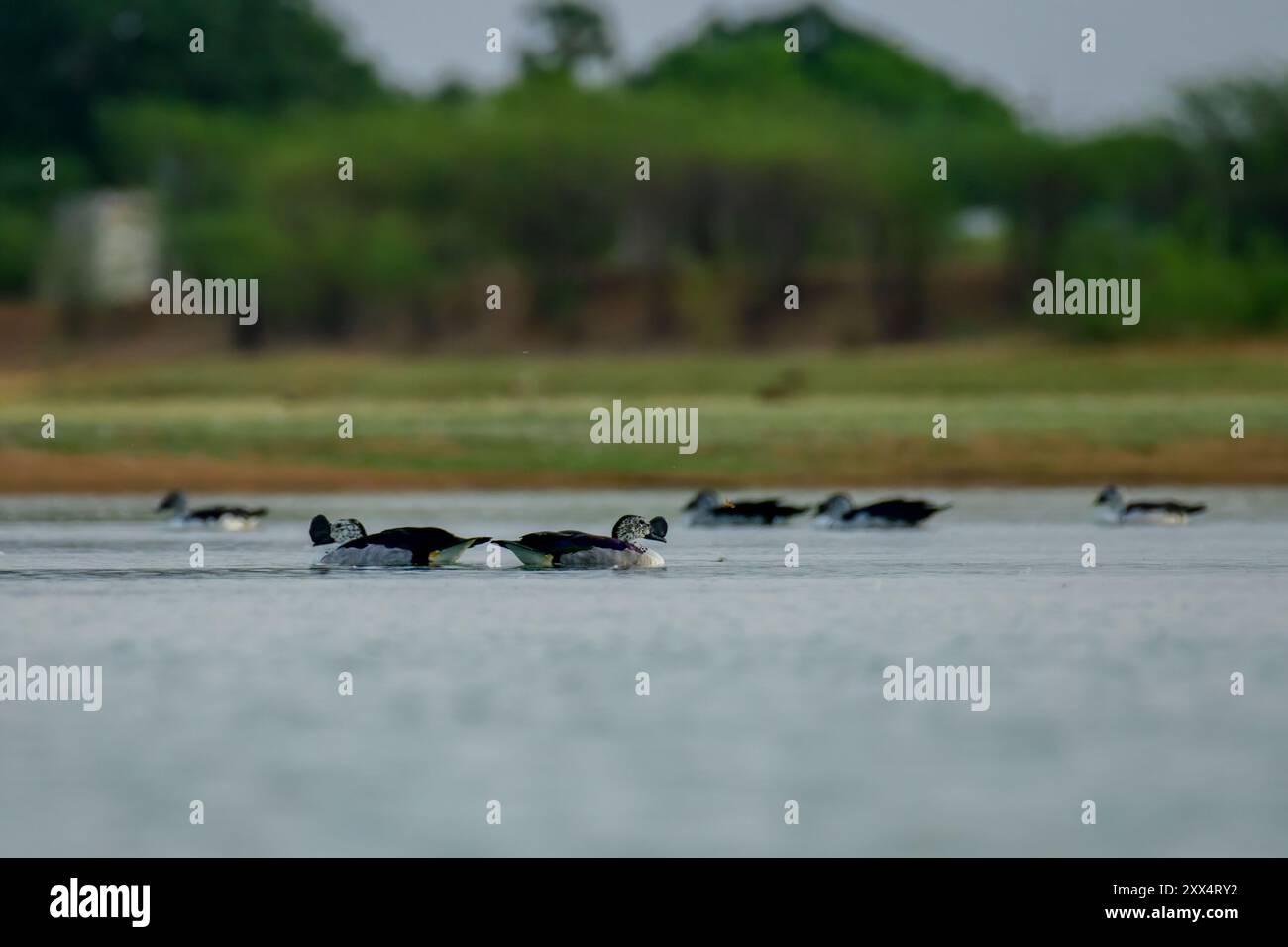 A Knob-billed duck displaying its stunning wingspan at Koonthankulam Bird Sanctuary, showcasing ...