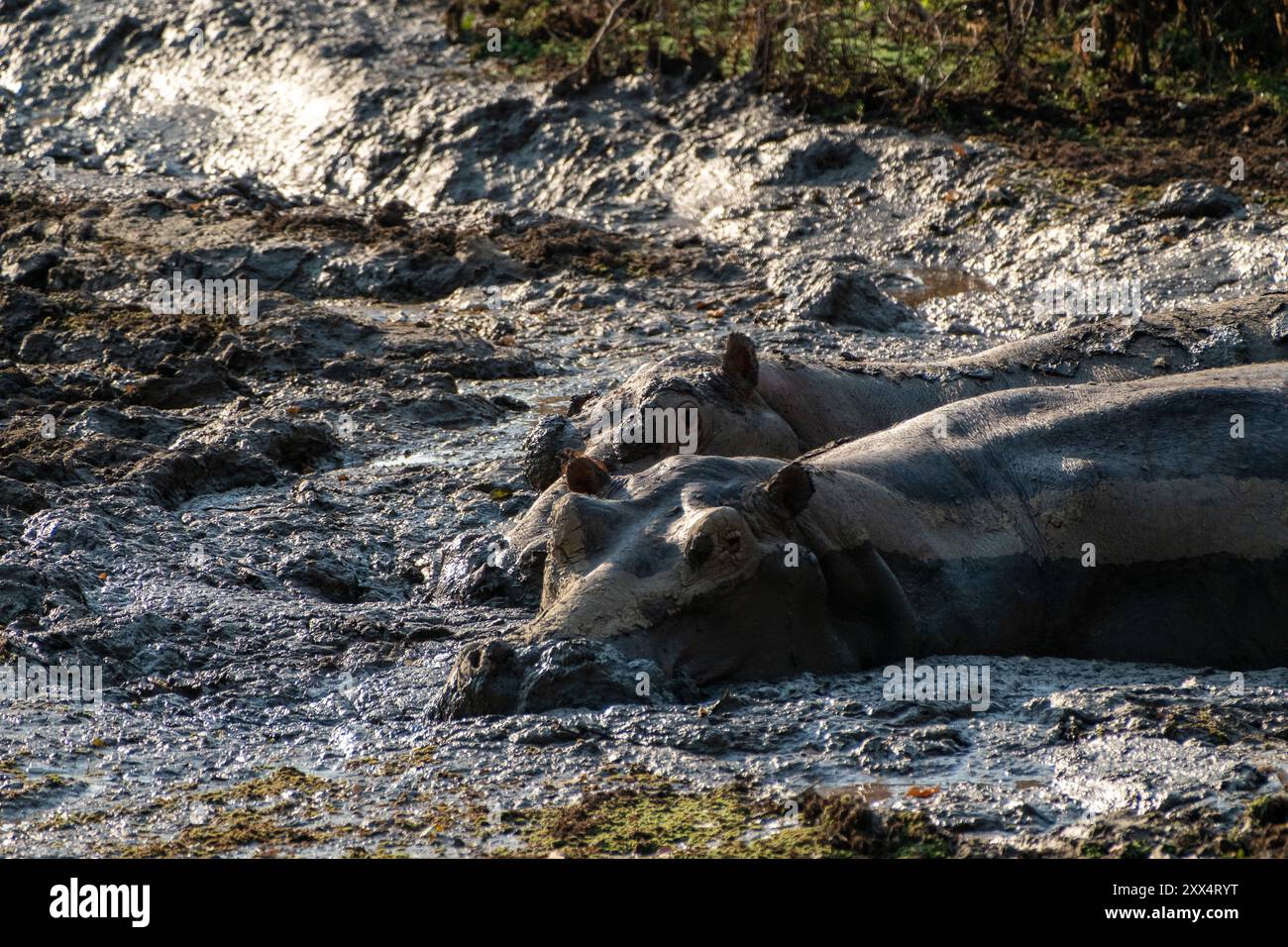 Hippopotamuses wallowing mud hi-res stock photography and images - Alamy