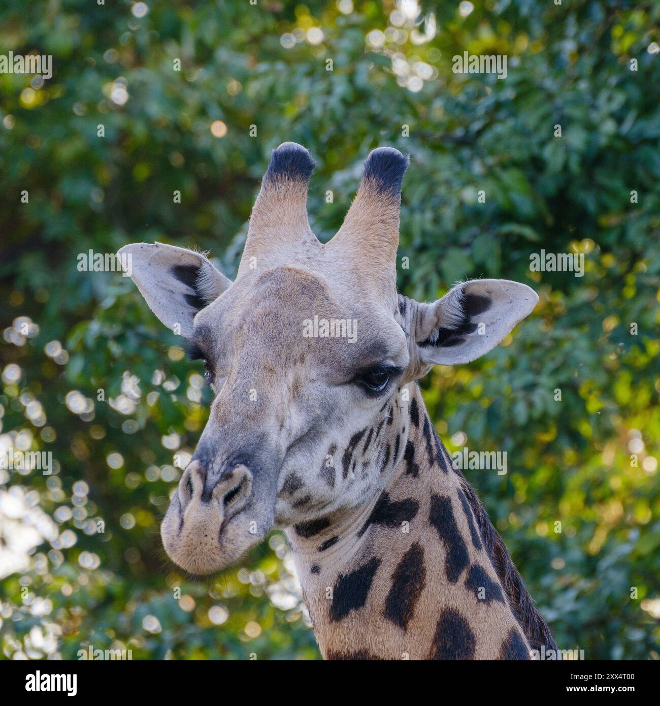 Thornicroft's giraffe hi-res stock photography and images - Alamy