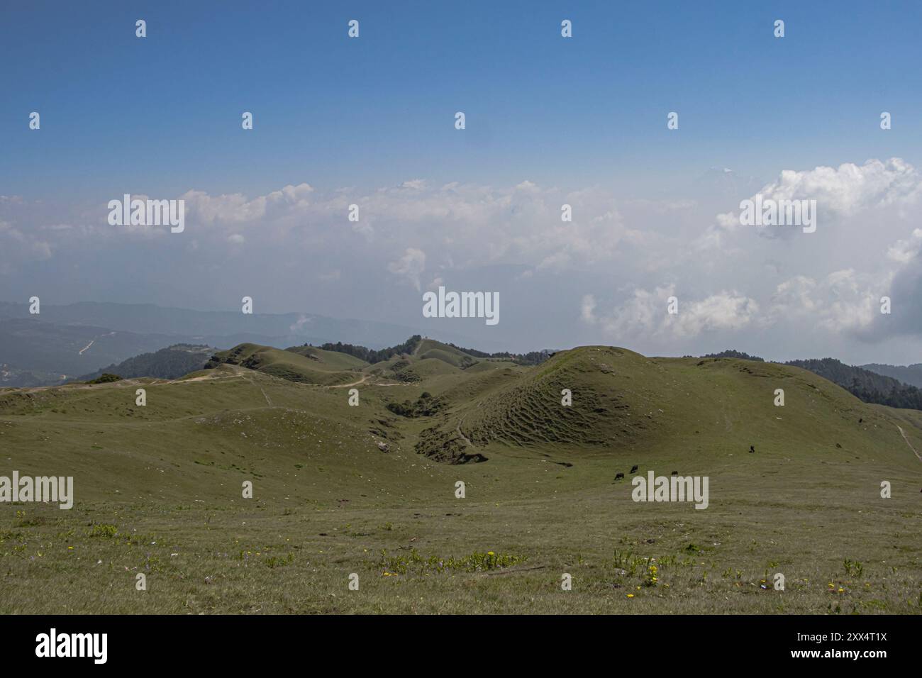 Rolling Hills and Steppes in Sailung at 3200 m is a grazing ground for ...