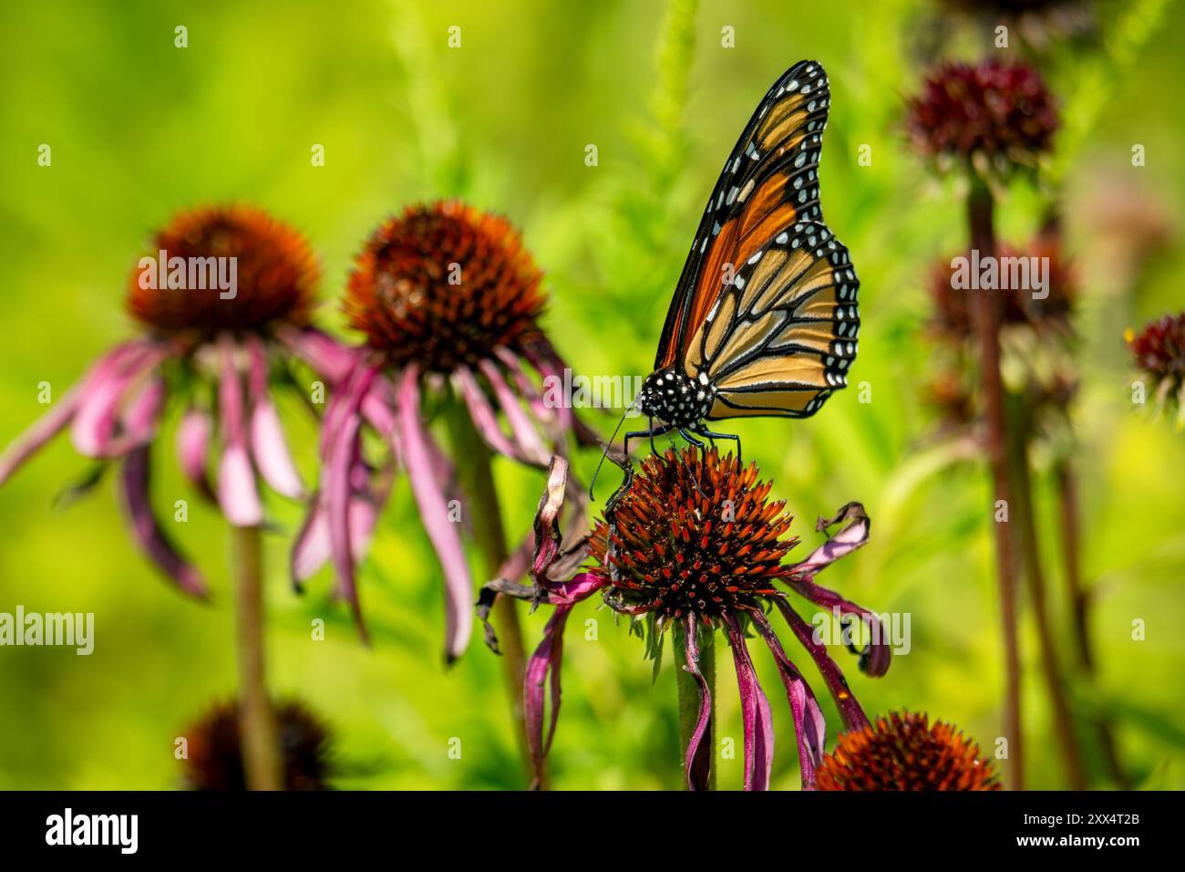 A monarch butterfly lands on a purple coneflower in the early fall ...