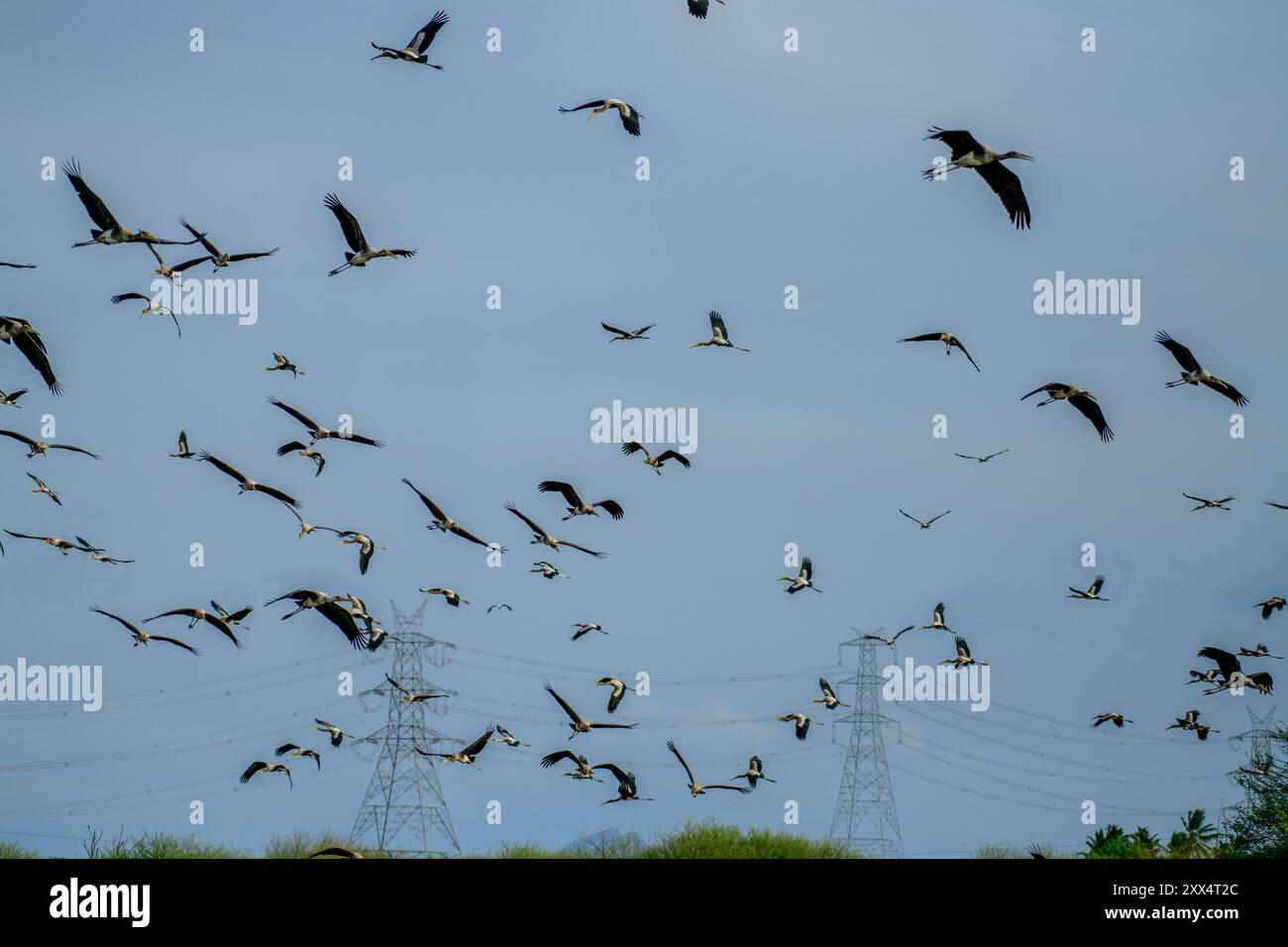A large flock of Painted Storks wading and feeding at Koonthankulam ...