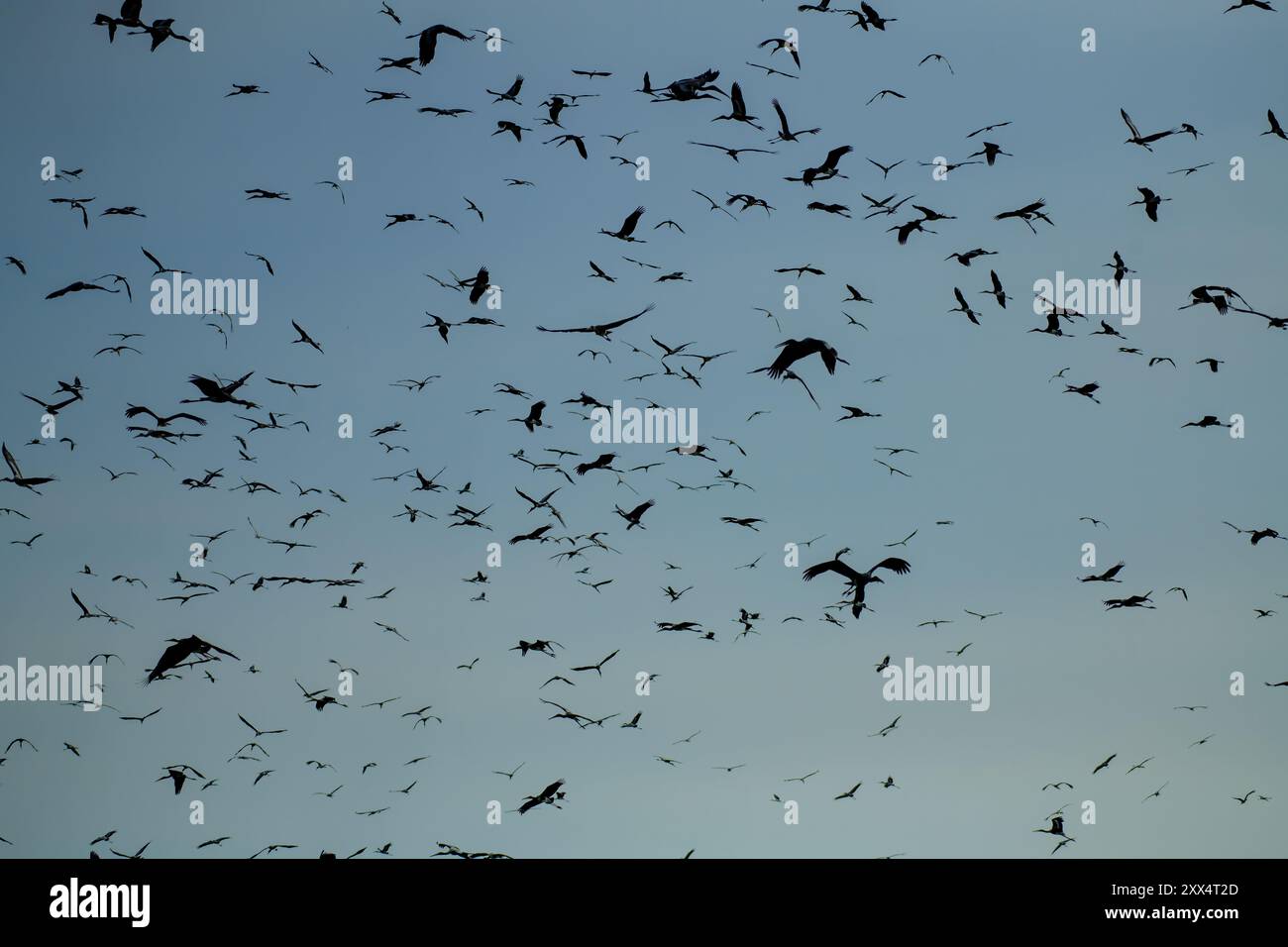 A large flock of Painted Storks wading and feeding at Koonthankulam ...