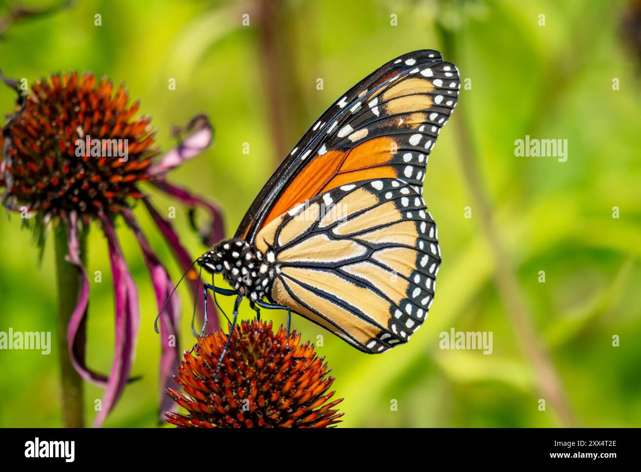 A monarch butterfly lands on a purple coneflower in the early fall ...