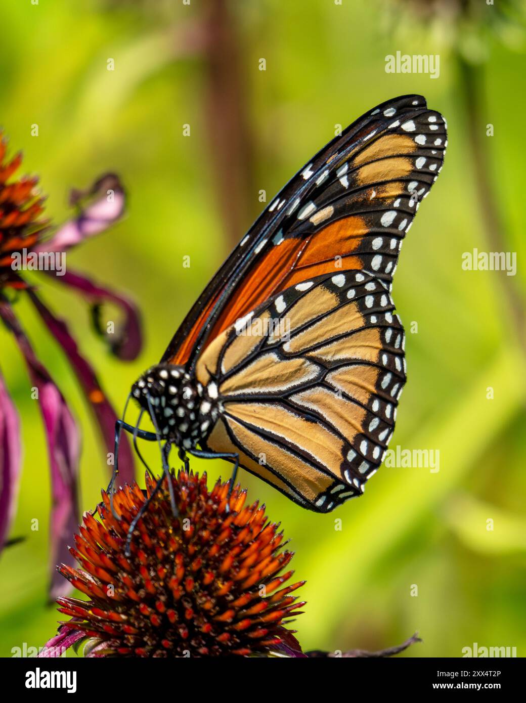 A monarch butterfly lands on a purple coneflower in the early fall ...