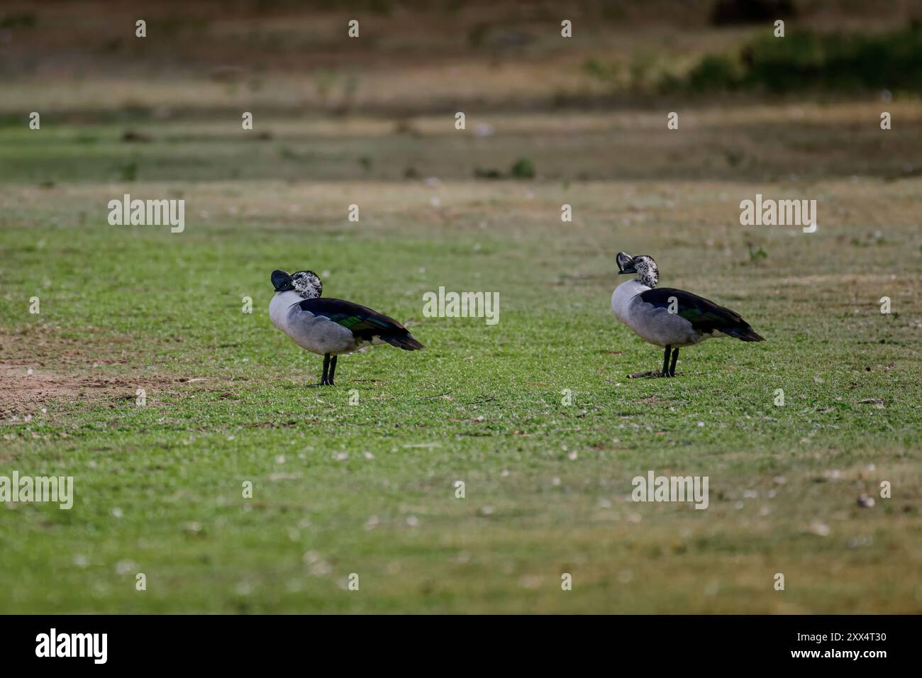 A Knob-billed duck displaying its stunning wingspan at Koonthankulam ... A Knob-billed duck displaying its stunning wingspan at Koonthankulam ...