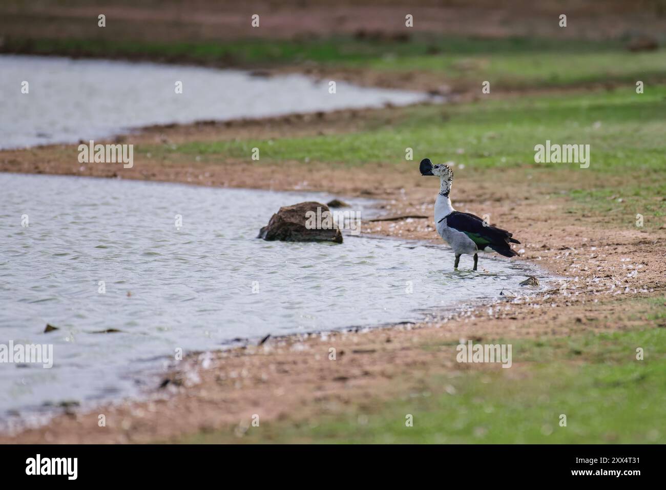 A Knob-billed duck displaying its stunning wingspan at Koonthankulam Bird Sanctuary, showcasing ...