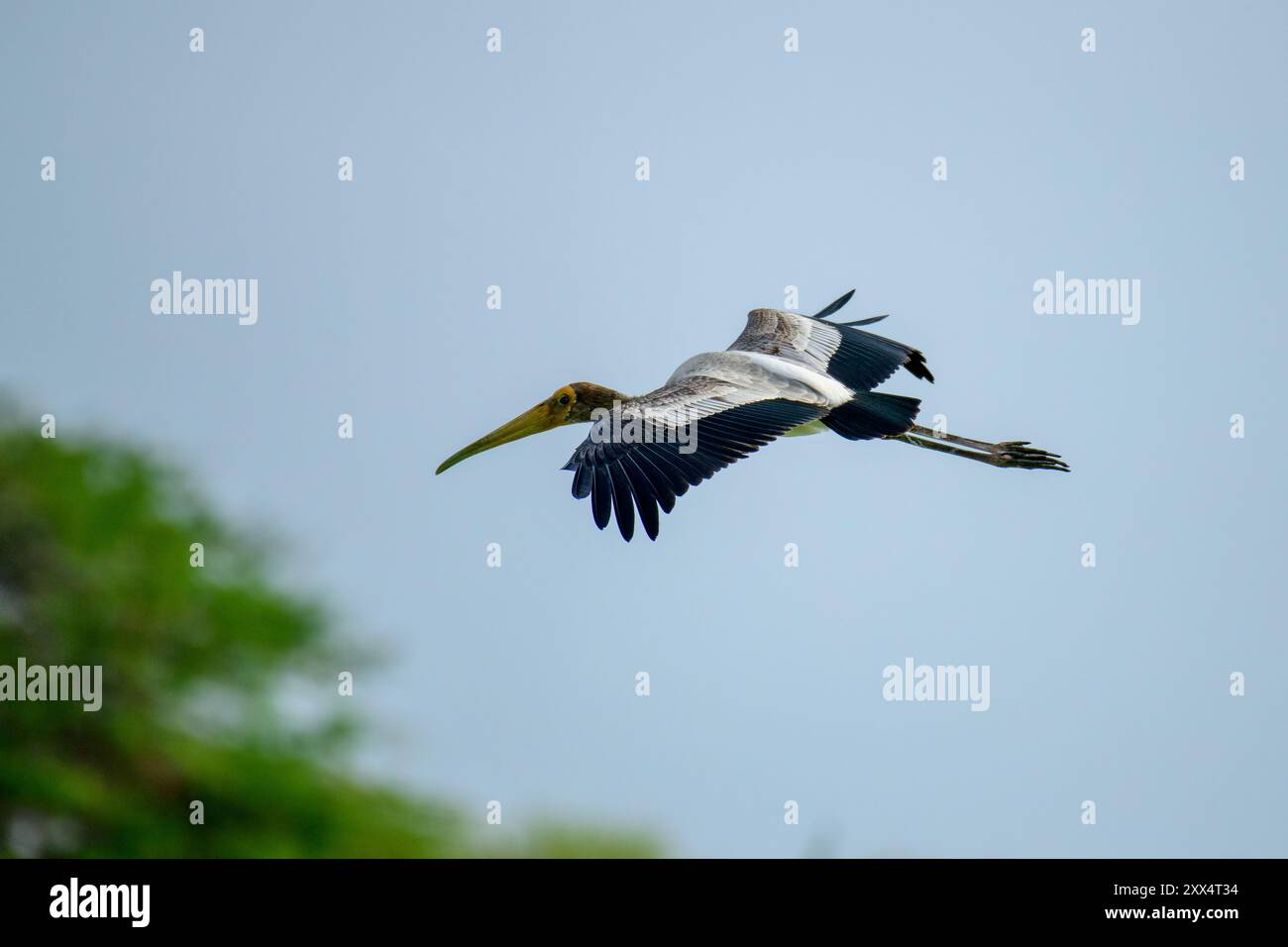 A large flock of Painted Storks wading and feeding at Koonthankulam ...