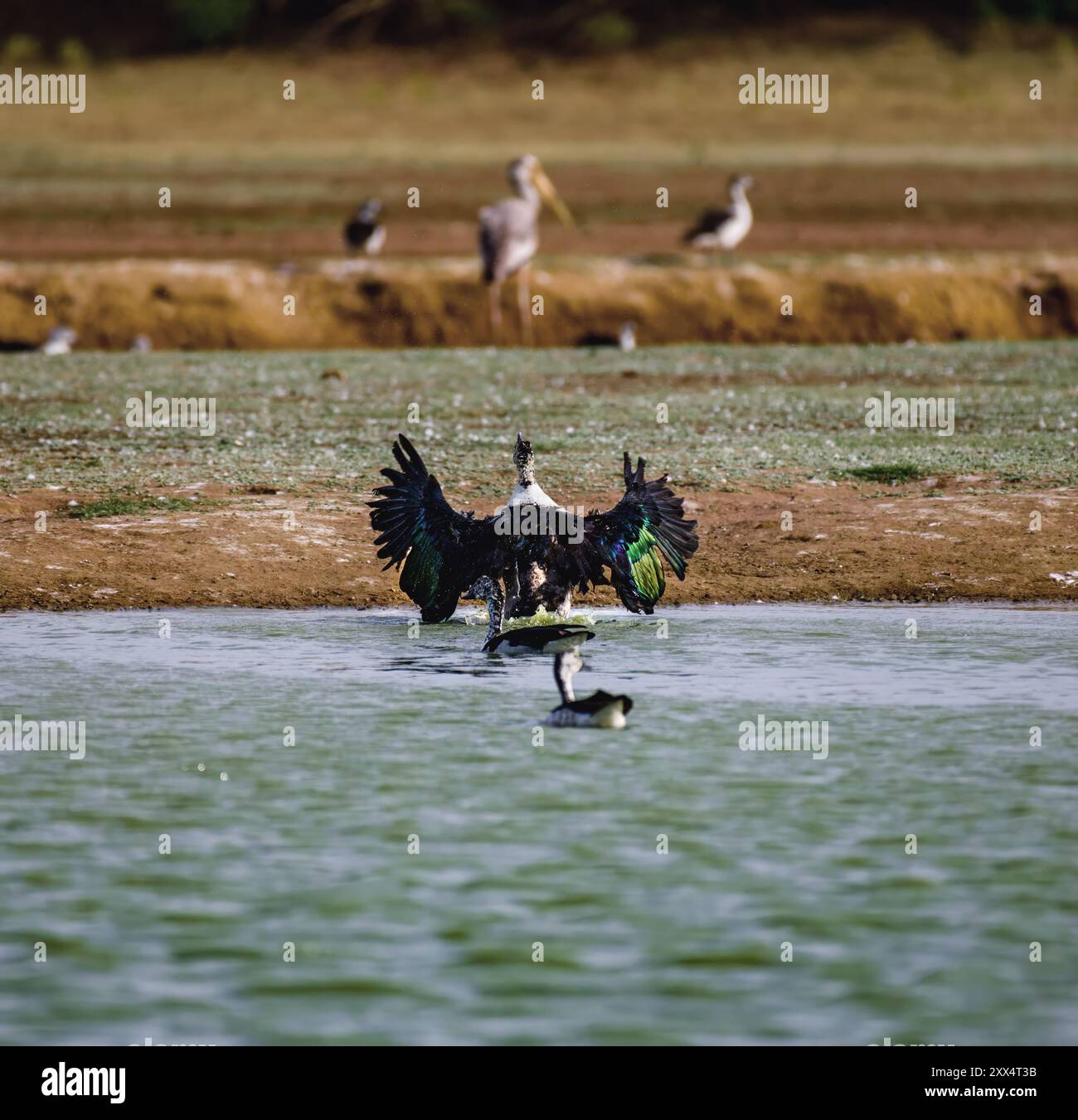 A Knob-billed duck displaying its stunning wingspan at Koonthankulam ... A Knob-billed duck displaying its stunning wingspan at Koonthankulam ...