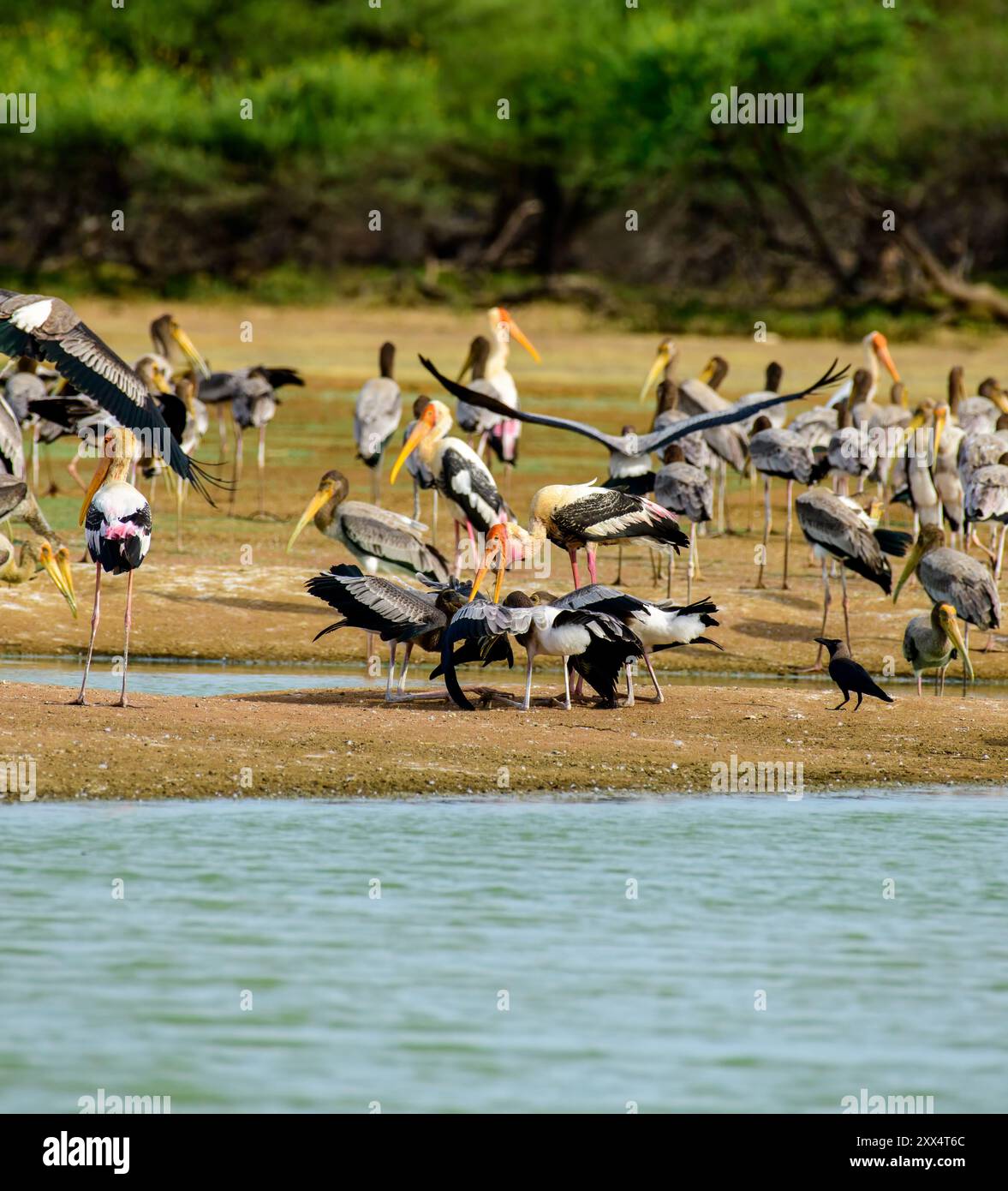 A large flock of Painted Storks wading and feeding at Koonthankulam Bird Sanctuary, a vital ...