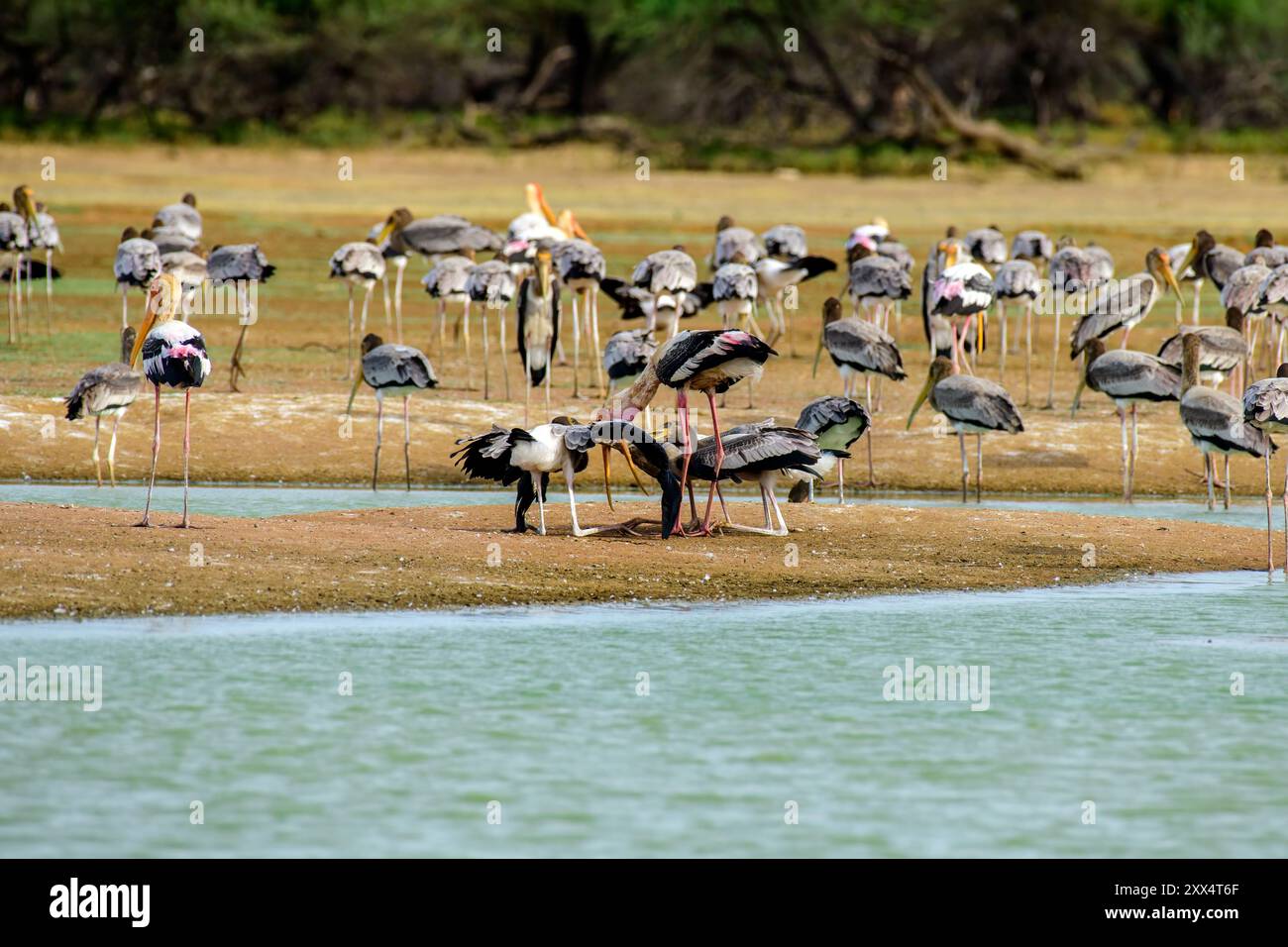 A large flock of Painted Storks wading and feeding at Koonthankulam Bird Sanctuary, a vital ...