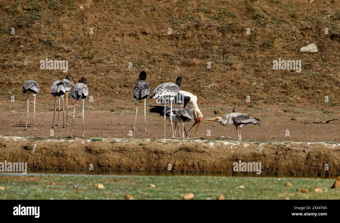 A large flock of Painted Storks wading and feeding at Koonthankulam ...