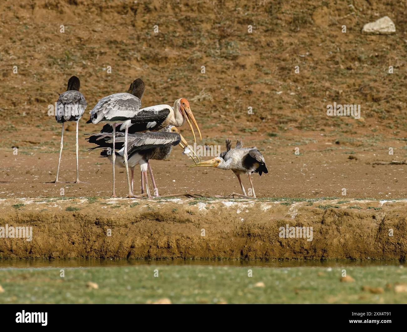 A large flock of Painted Storks wading and feeding at Koonthankulam ...