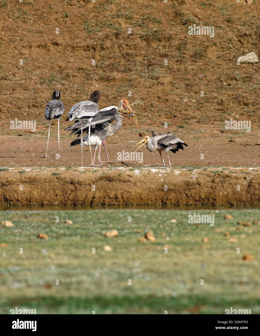 A large flock of Painted Storks wading and feeding at Koonthankulam ...