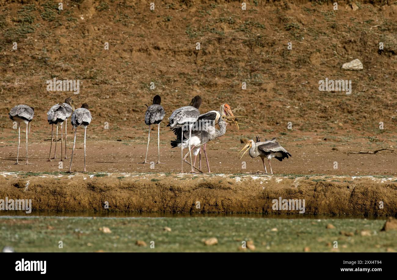 A large flock of Painted Storks wading and feeding at Koonthankulam Bird Sanctuary, a vital ...