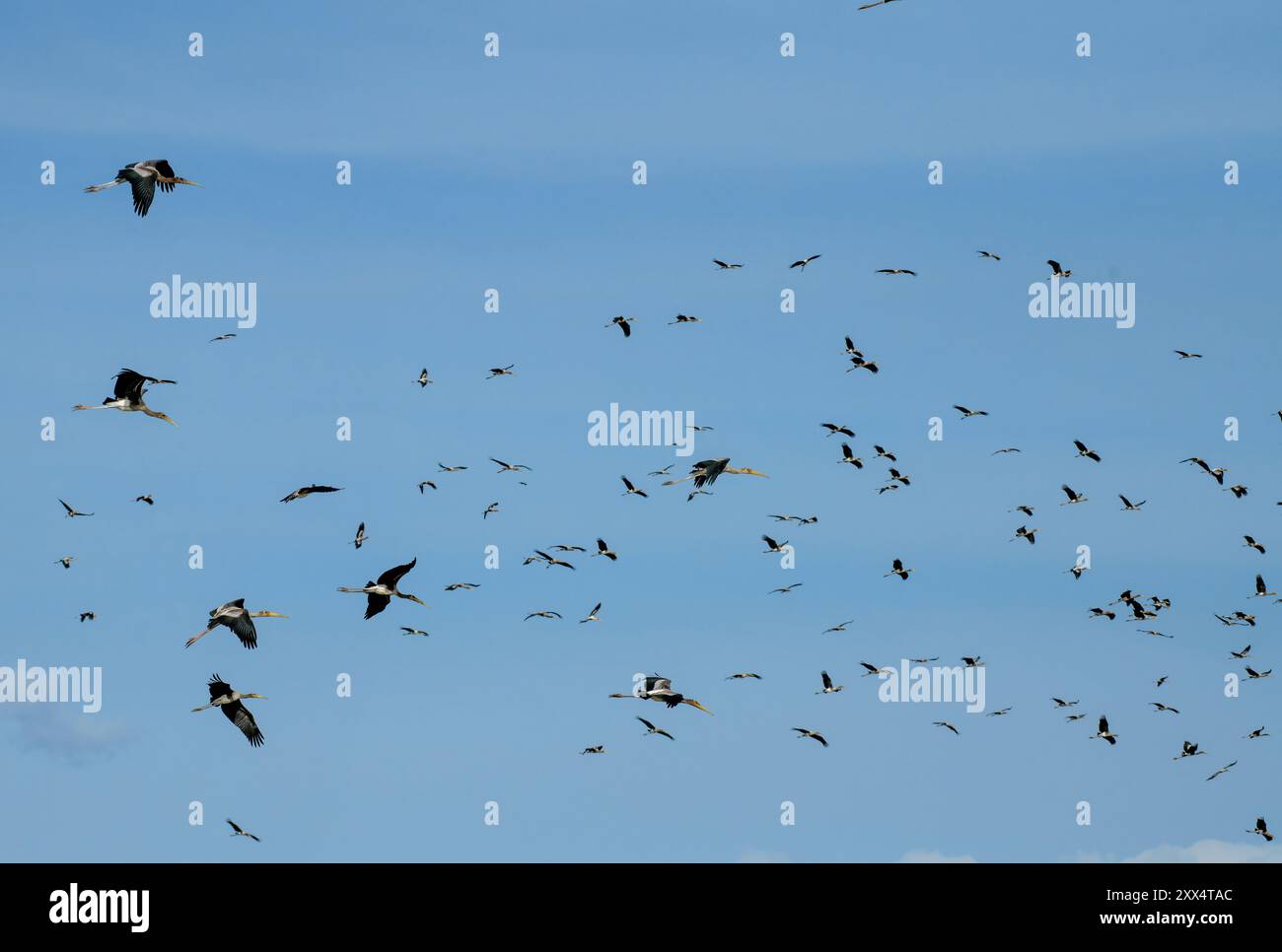 A large flock of Painted Storks wading and feeding at Koonthankulam ...