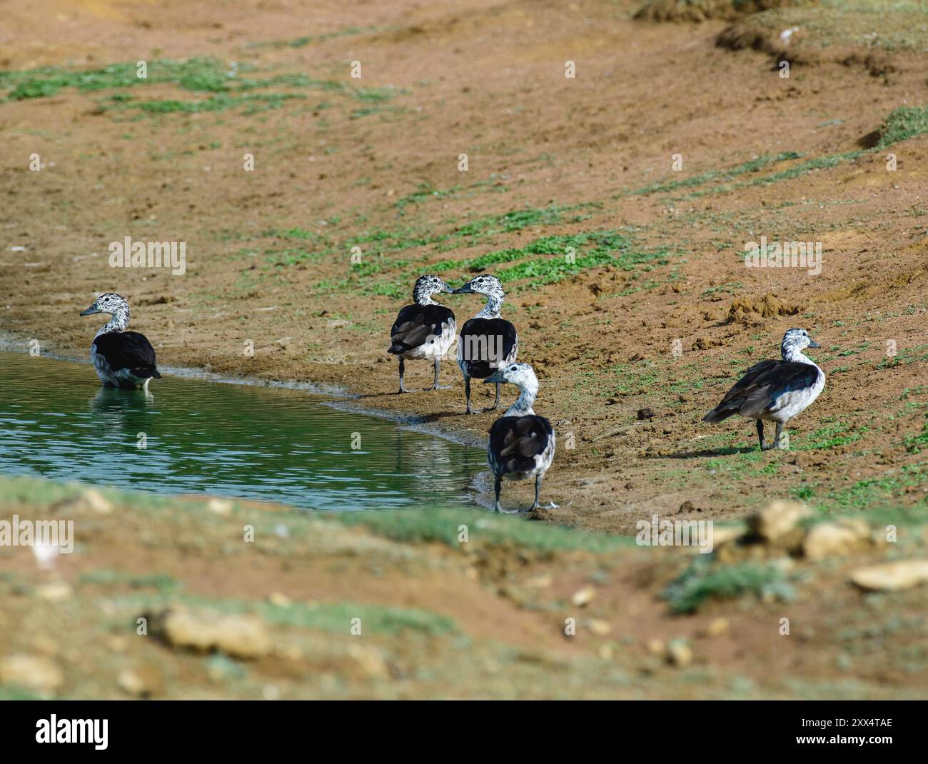 A Knob-billed duck displaying its stunning wingspan at Koonthankulam Bird Sanctuary, showcasing ...