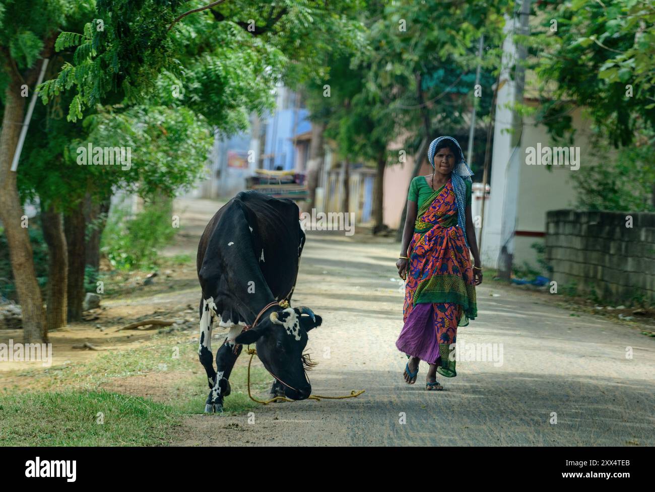 A serene moment in Koonthamkulam, where a village woman and her cow walk through the timeless ...