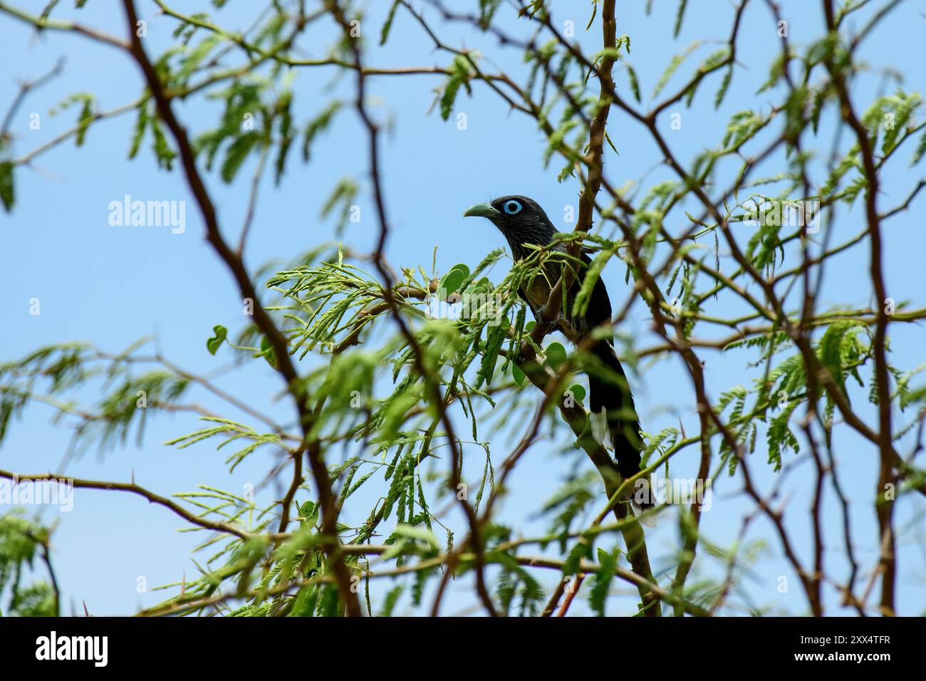 A Blue-Faced Malkoha Perches Gracefully in the Woodland Canopy ...