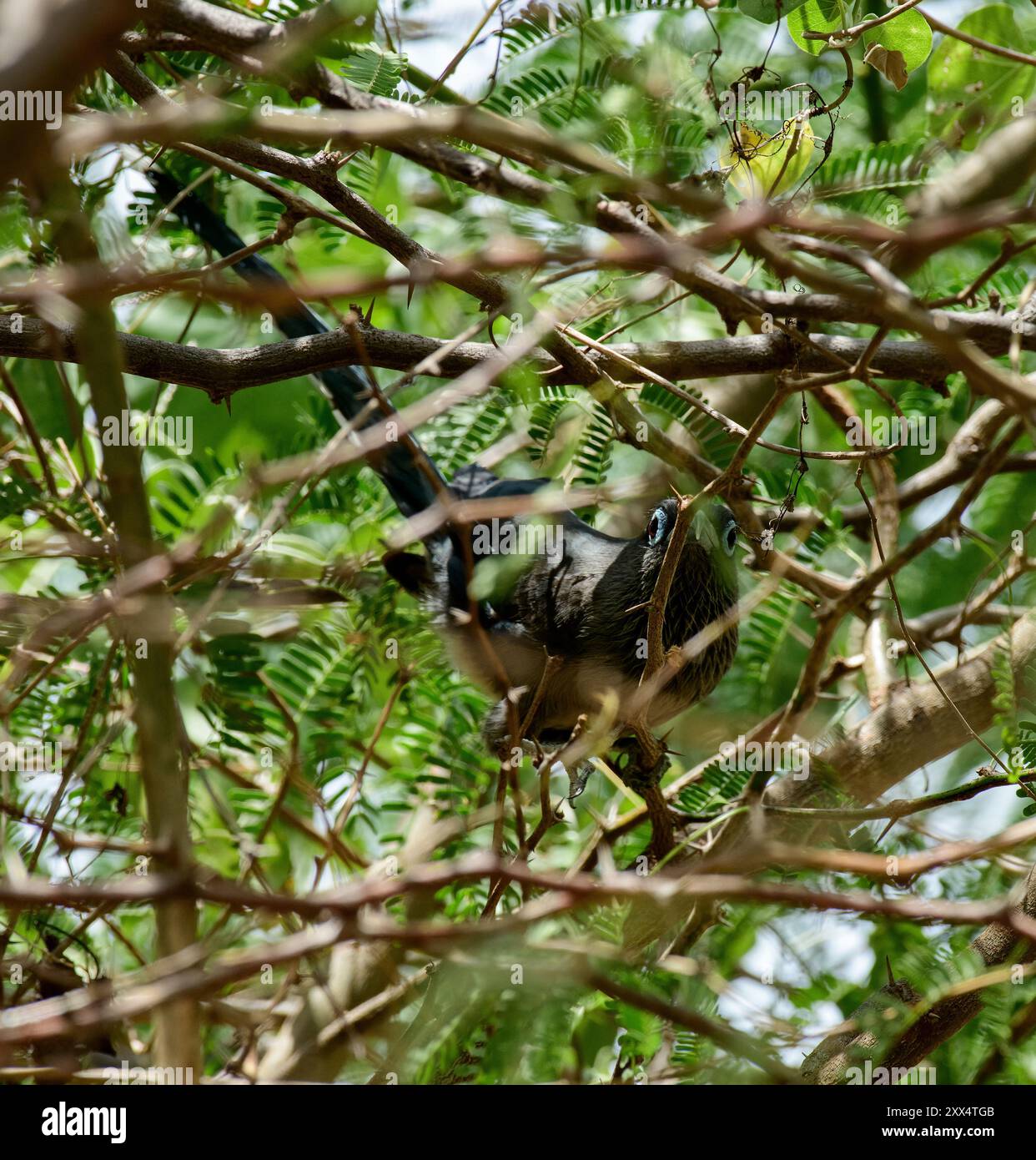 A Blue-Faced Malkoha Perches Gracefully in the Woodland Canopy ...