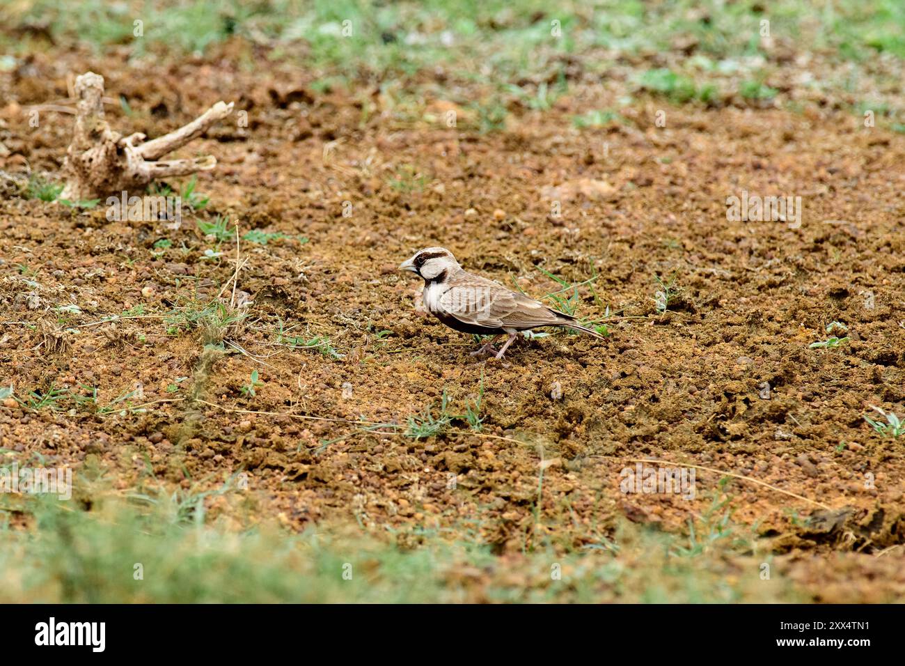 Indian birdwatching destinations hi-res stock photography and images ...