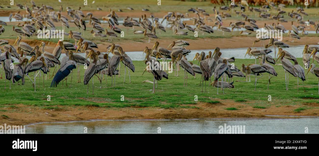 A large flock of Painted Storks wading and feeding at Koonthankulam ...