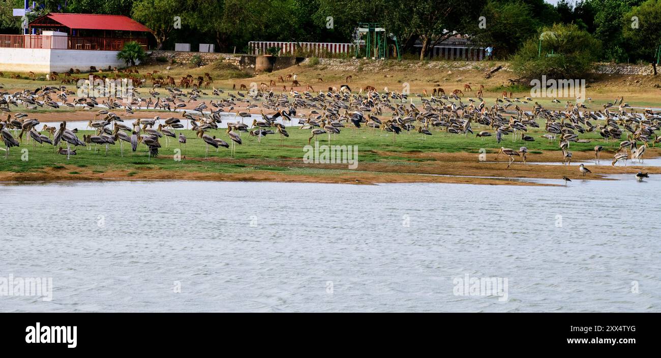 A large flock of Painted Storks wading and feeding at Koonthankulam ...
