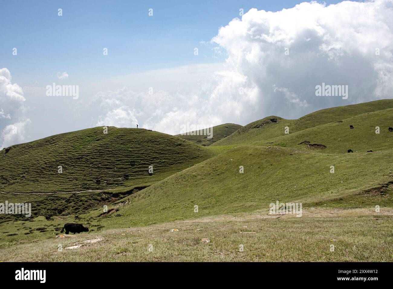 Rolling Hills and Steppes in Sailung at 3200 m is a grazing ground for ...