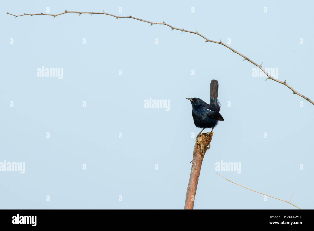 Indian robin species identification hi-res stock photography and images ...