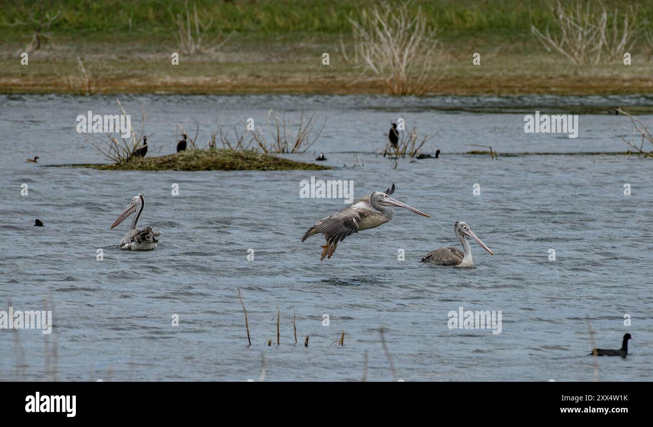 Pelican gracefully landing in its wetland habitat, showcasing the ...
