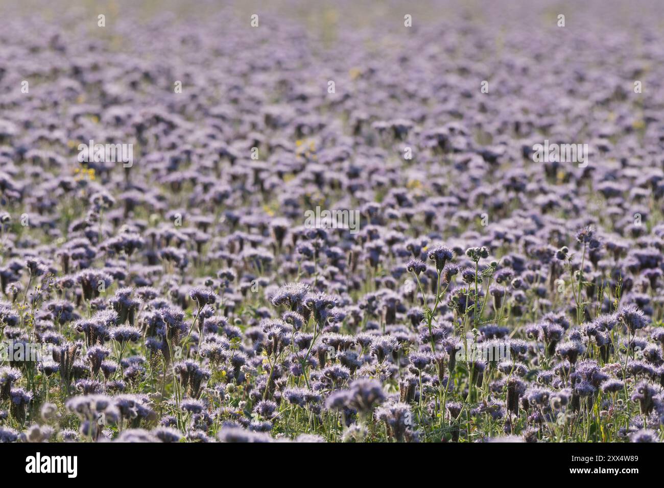 A Field of Lavender-Blue Phacelia (Phacelia Tanacetifolia), Also Known ...