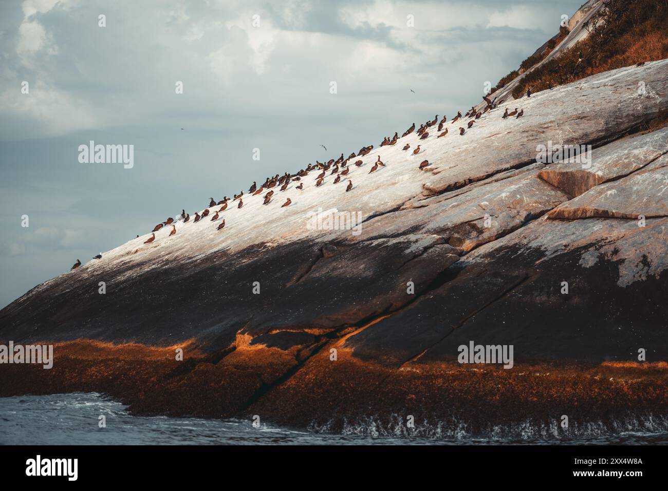A large colony of brown boobies (Sula leucogaster) resting on the rocky ...