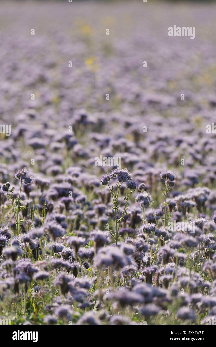 A Field of Lavender-Blue Phacelia (Phacelia Tanacetifolia), Also Known ...