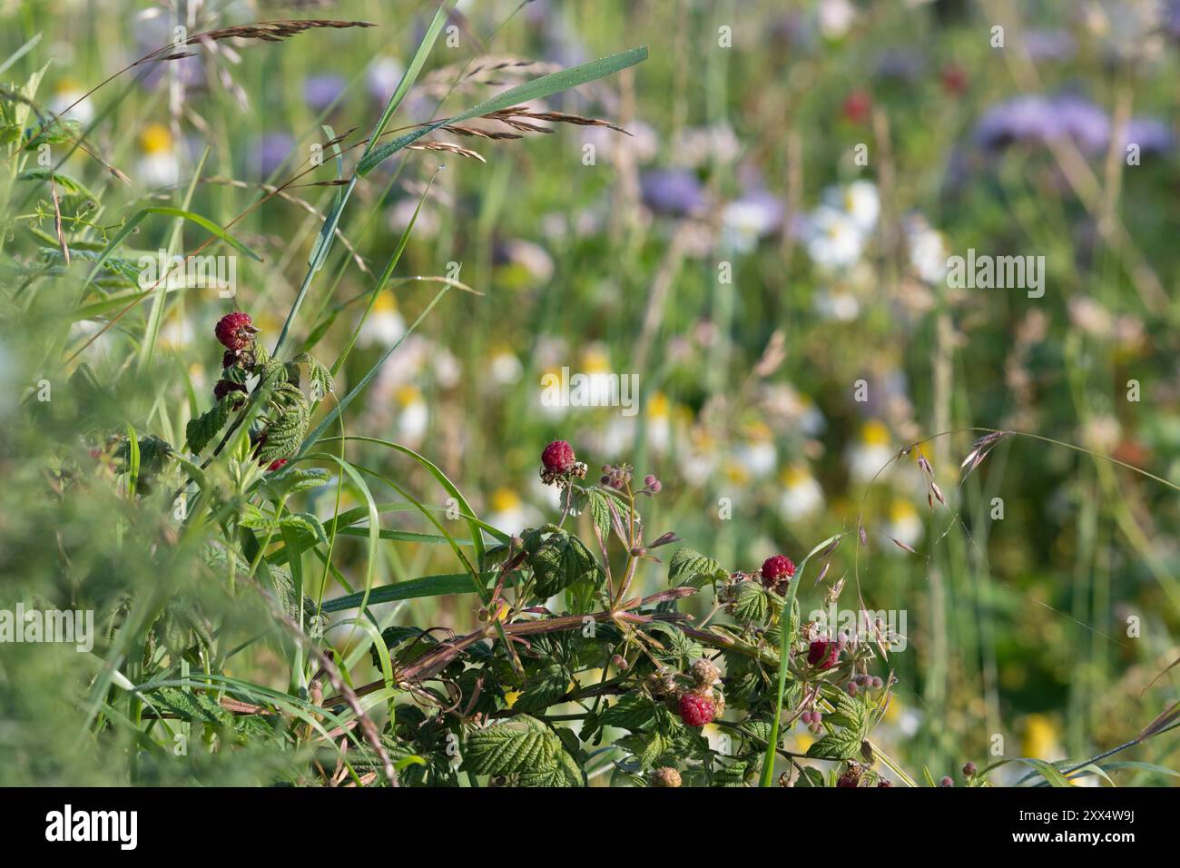Raspberry field scotland hi-res stock photography and images - Alamy