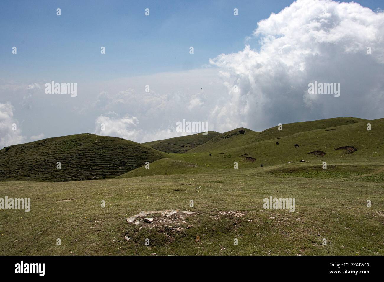 Rolling Hills and Steppes in Sailung at 3200 m is a grazing ground for ...