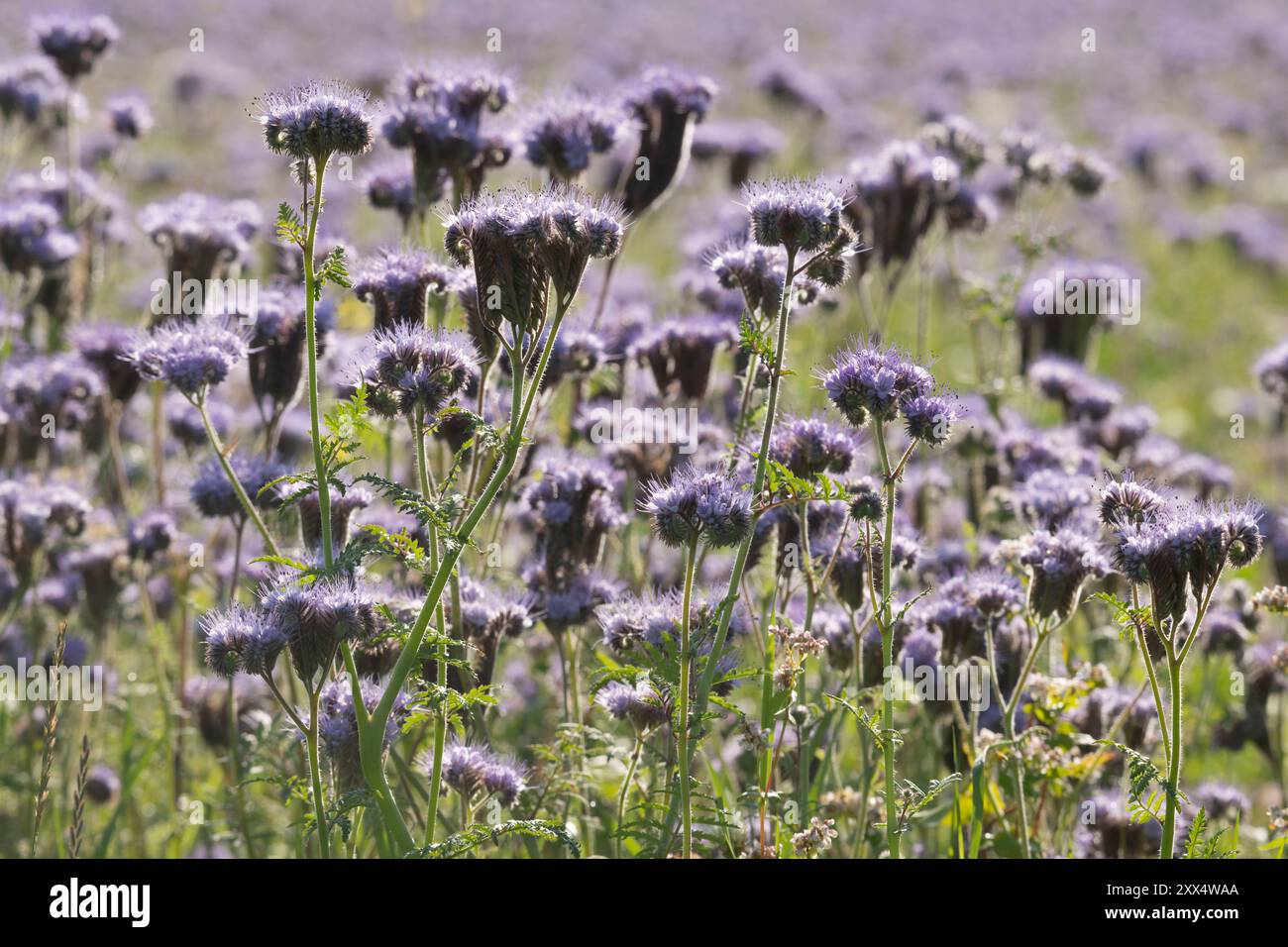 A Field of Lacy Phacelia (Phacelia Tanacetifolia), Planted as a Green ...