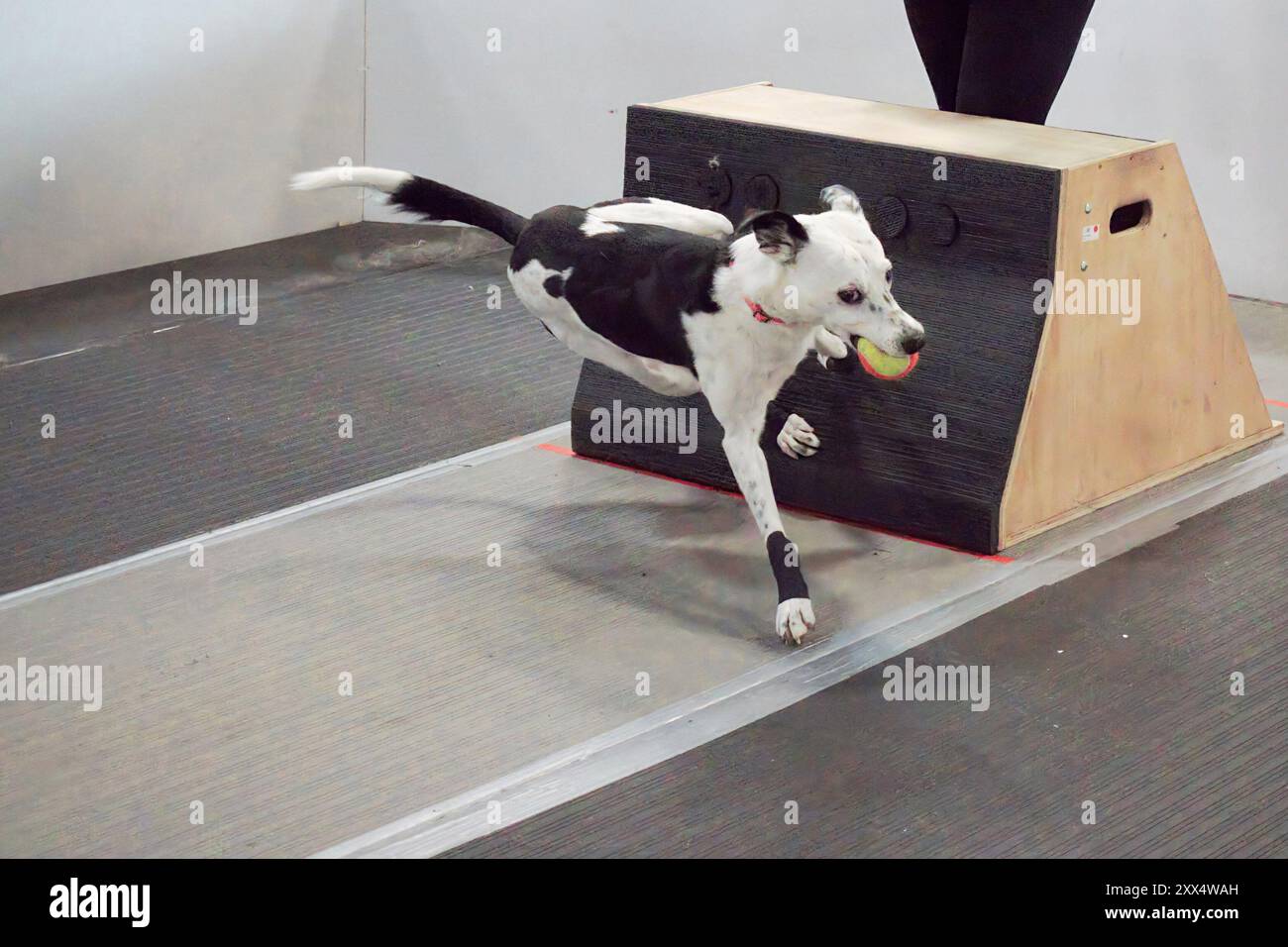 A dog performing a box turn whilst doing flyball Stock Photo - Alamy