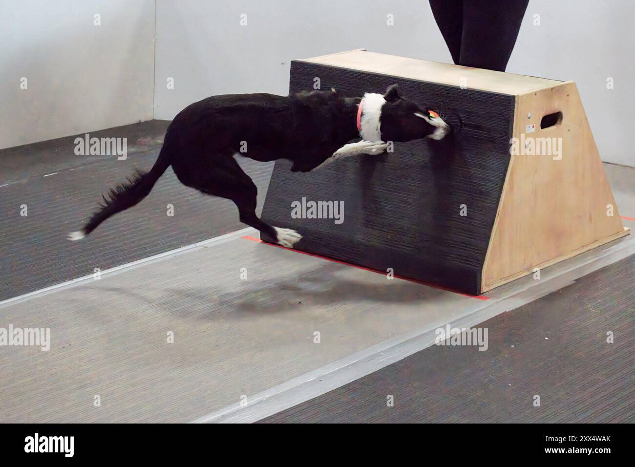 A dog performing a box turn whilst doing Flyball Stock Photo - Alamy